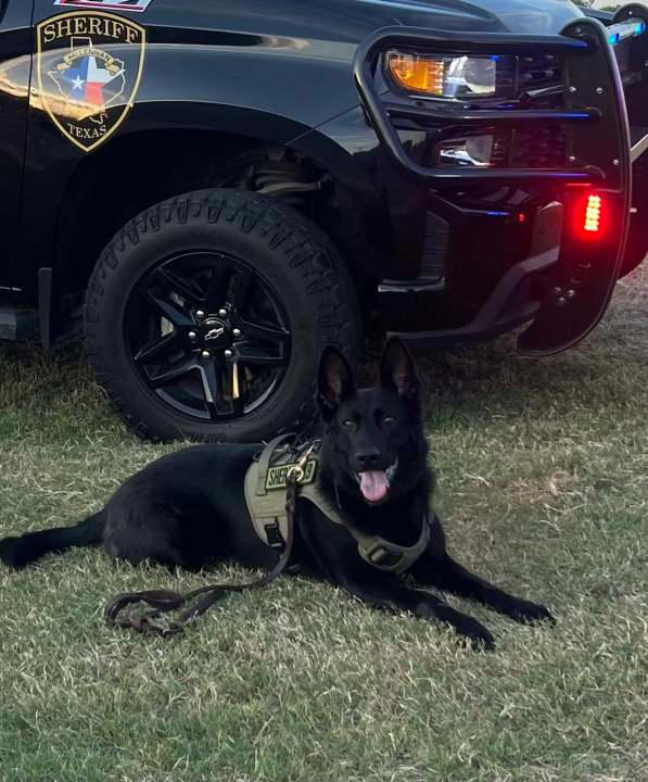 Happy 5th birthday, K9 Astor!