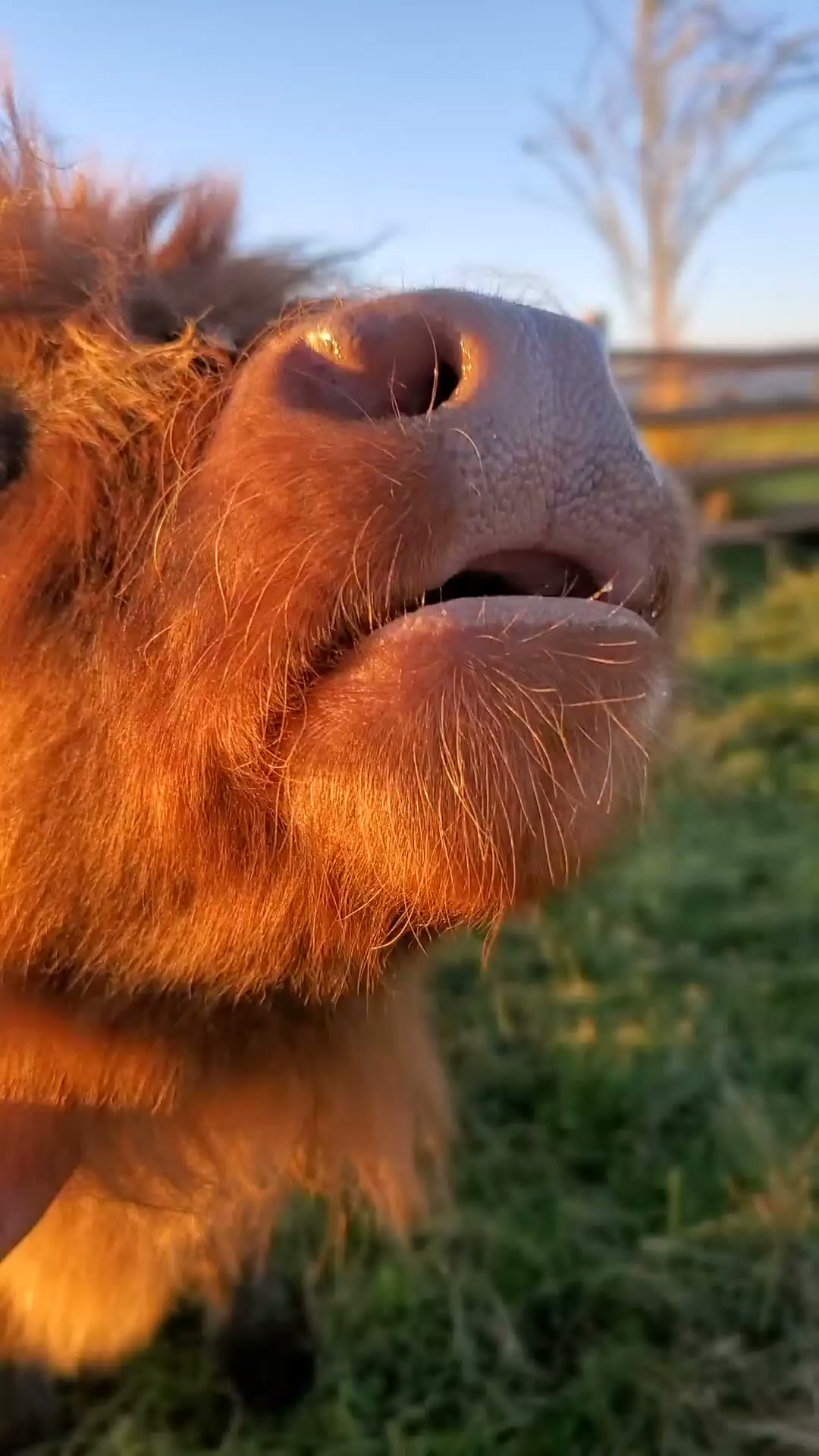 Adorable highland cow enjoys a relaxing neck rub