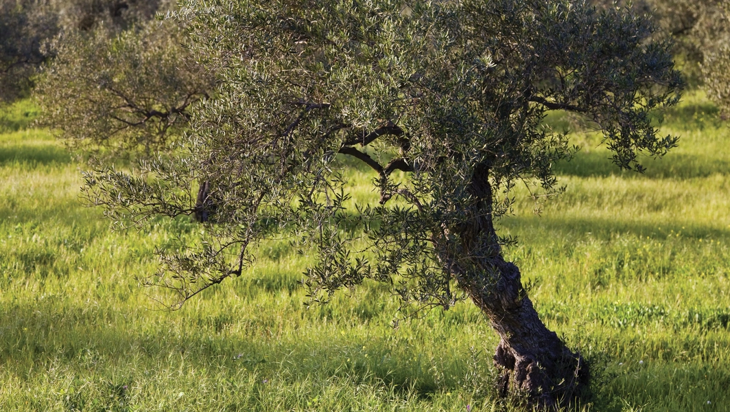 Swimming snakes push Ibiza's iconic lizards toward crisis