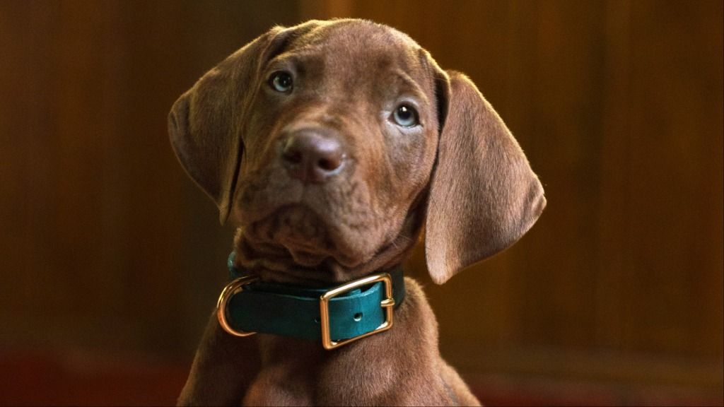 Netflix's Scooby-Doo: Origins will feature a real-life Great Dane puppy