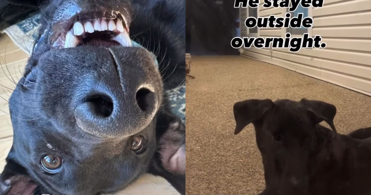 Stray dog once showed up at a house all alone, unaware he'd one day ...