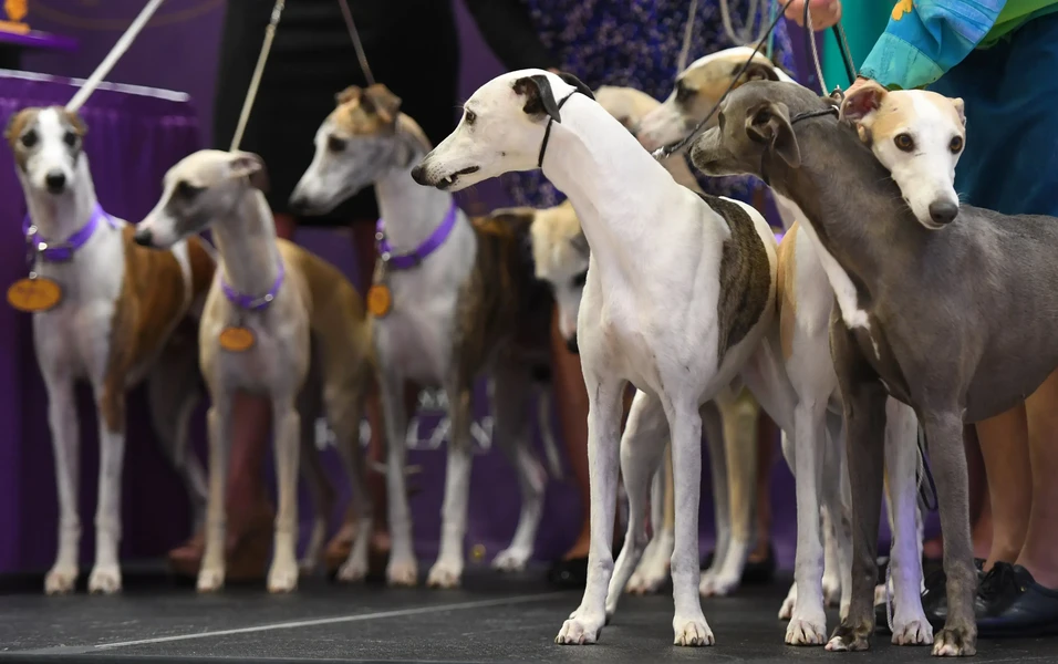Why whippets steal hearts and couches everywhere
