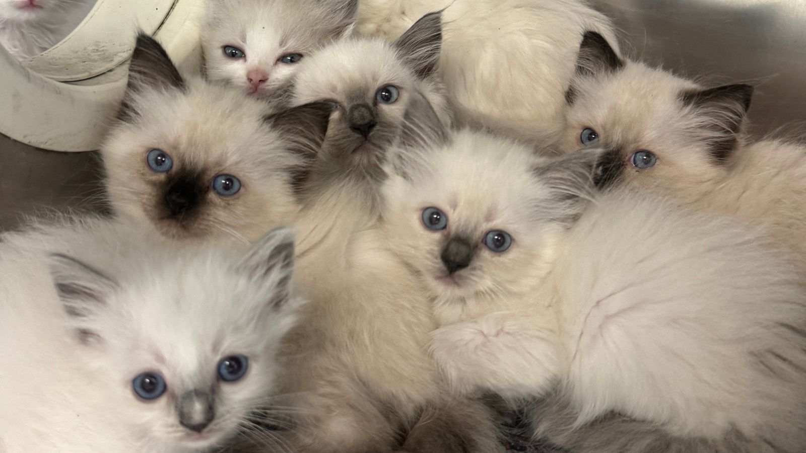 Nearly 80 cats, kittens rescued from deplorable conditions in Lancaster ...