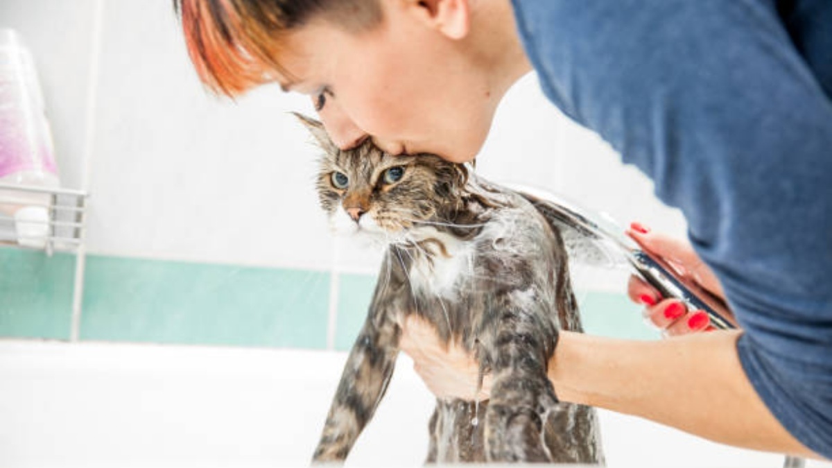 Are you bathing your cat too often? Experts say many owners make this ...