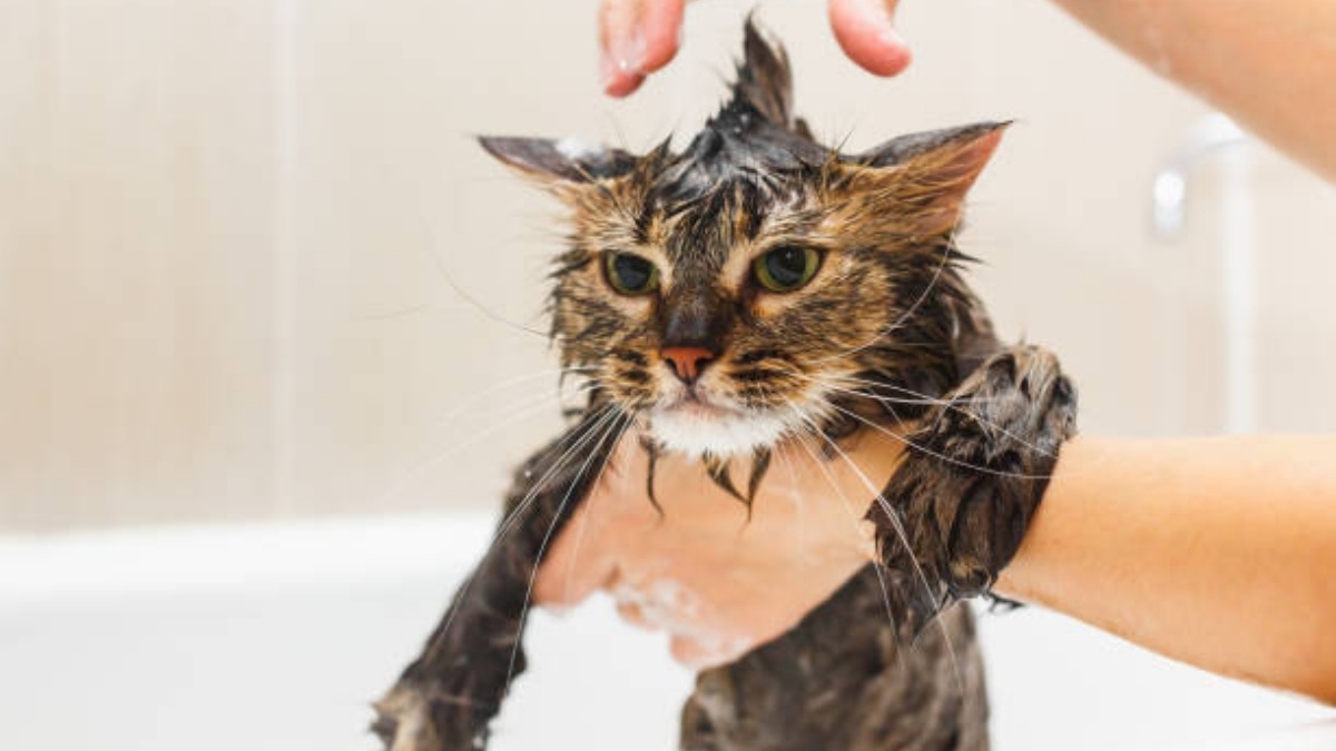 Are you bathing your cat too often? Experts say many owners make this ...