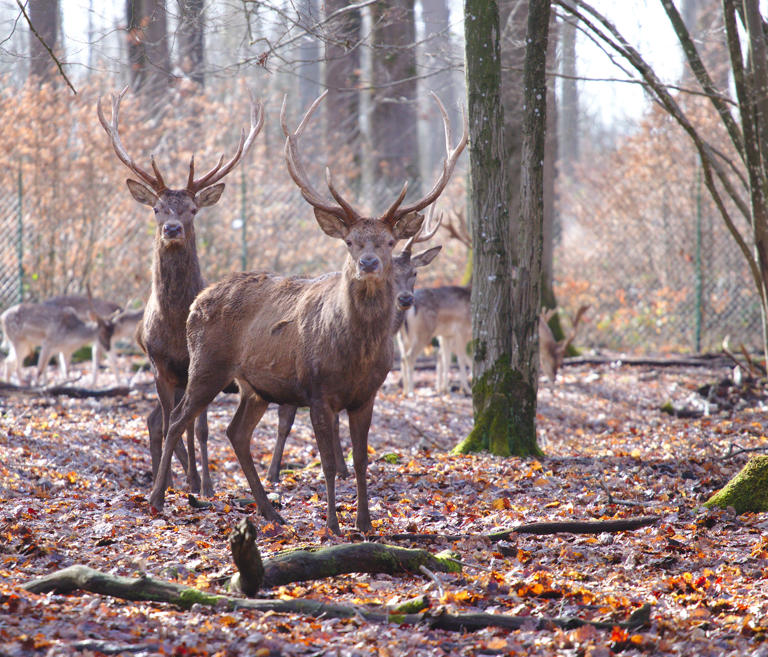 The growing war between animal rights groups and hunters is getting ...