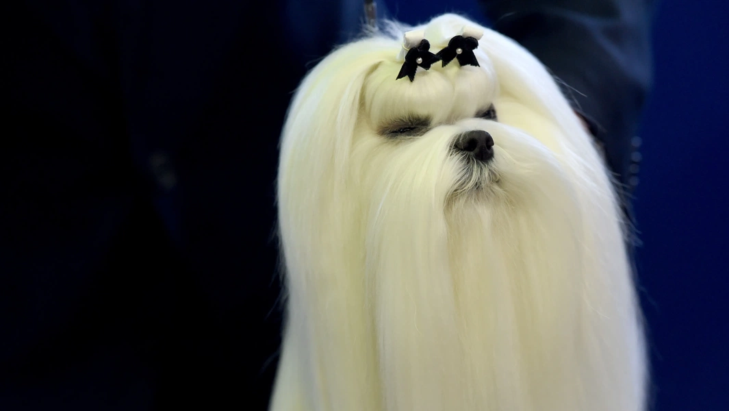 Why Maltese dogs steal so many hearts