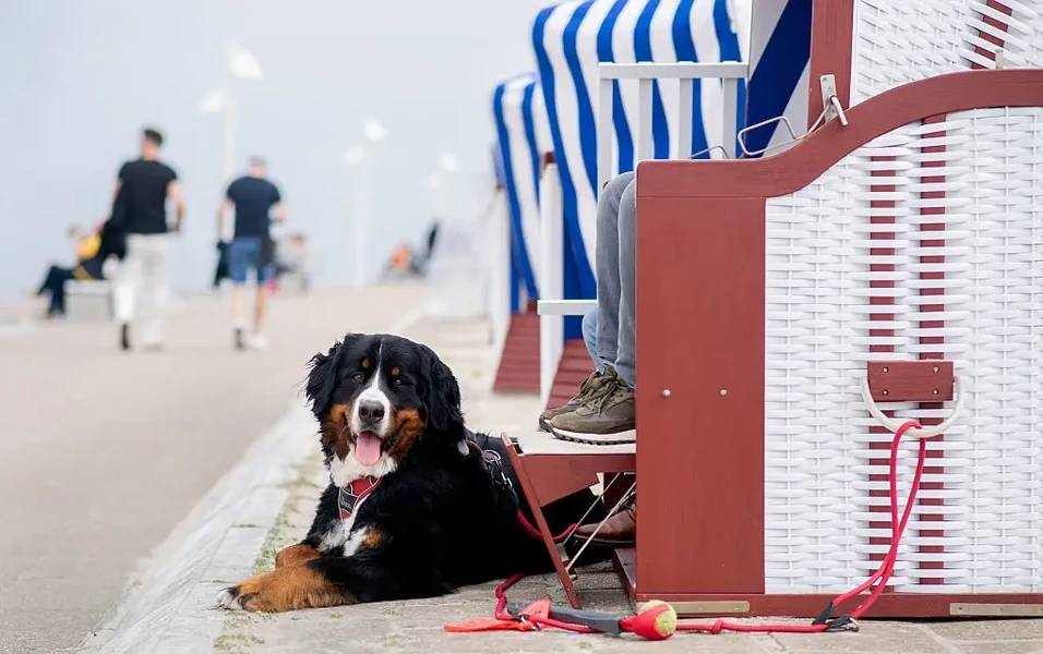 Life with a gentle Bernese mountain dog