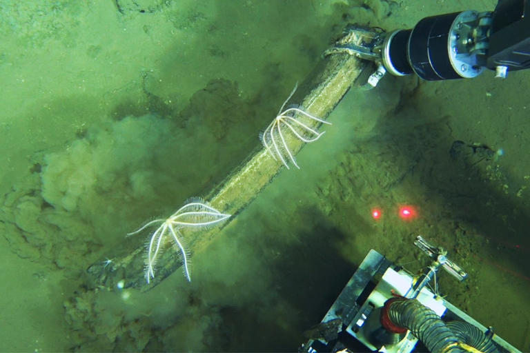 Deepest whale graveyard brimming with life discovered in Indian Ocean