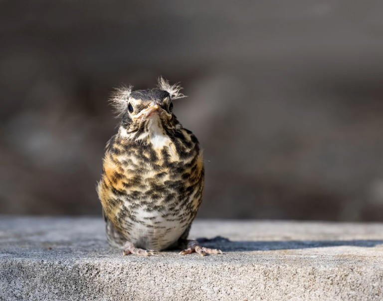 What to do if you find a baby bird on the ground, according to wildlife ...