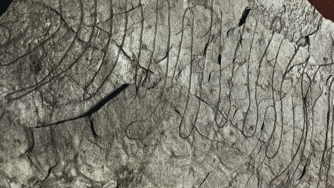 Study links rise of sexual reproduction to ancient biodiversity boom