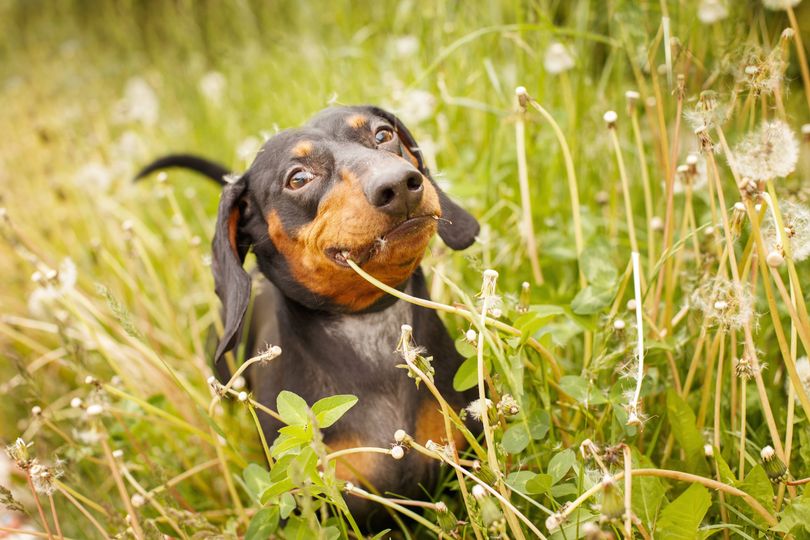 Vet explains real reason dogs eat grass - and it's not because they ...