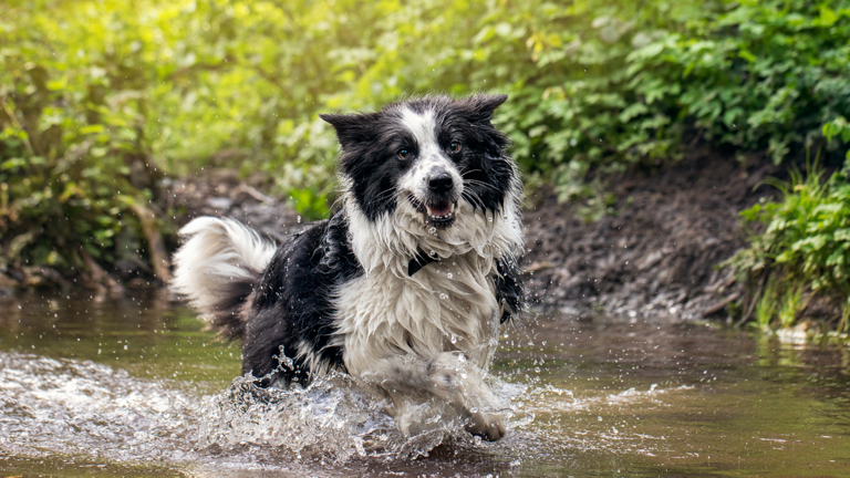 Vets advise ban on over-the-counter flea treatment for pets