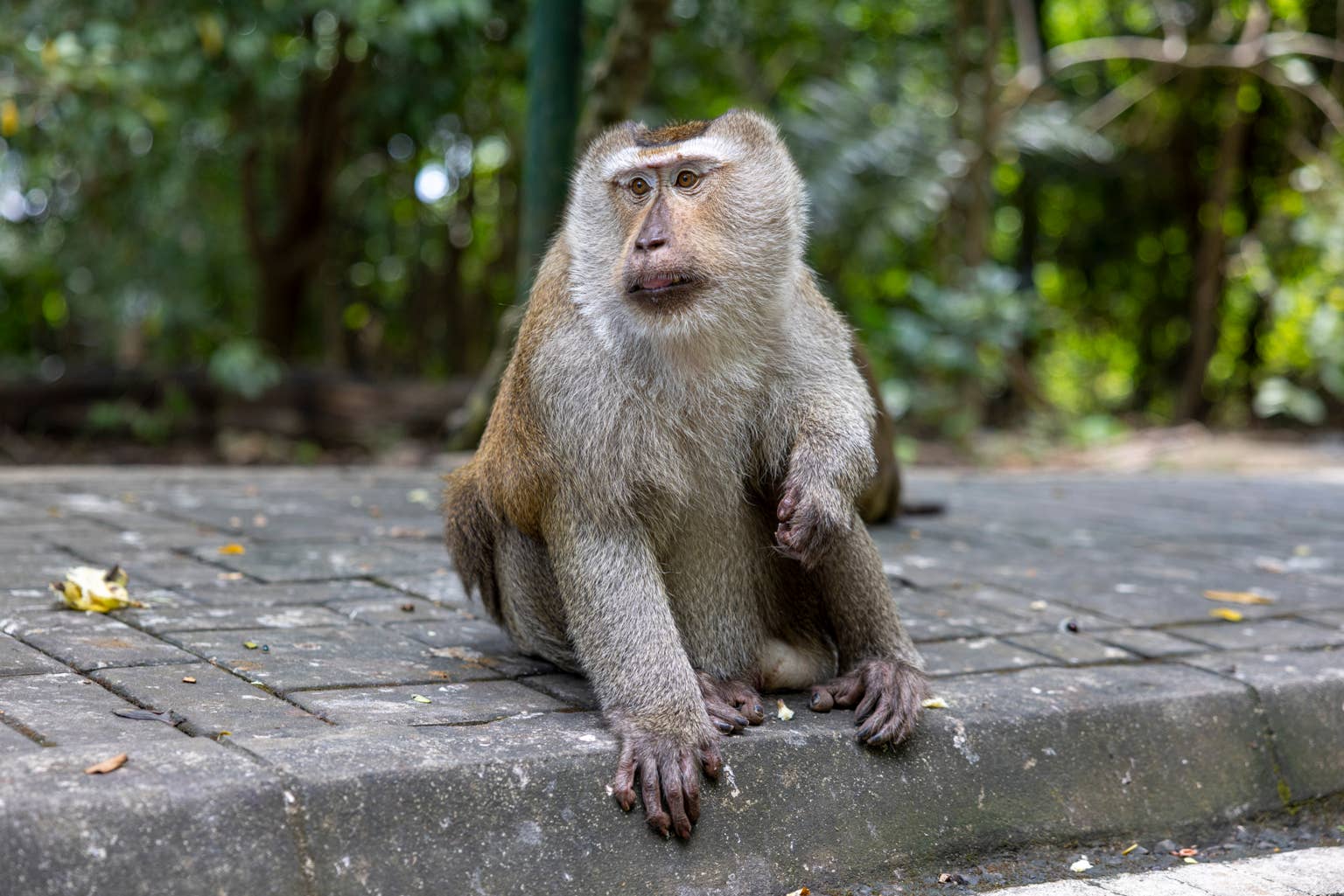 Watch a kind woman share ice cream with a patient monkey — a ...