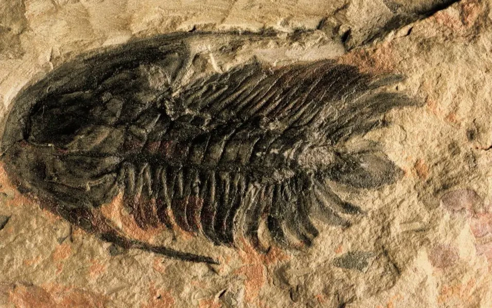 Study links rise of sexual reproduction to ancient biodiversity boom