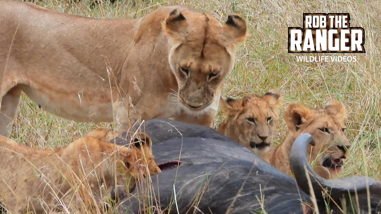 Massive lion pride devours buffalo in brutal Mara feeding frenzy