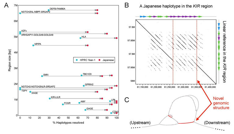 Pangenome graph unlocks 20 near-complete variant groups in Japanese genomes