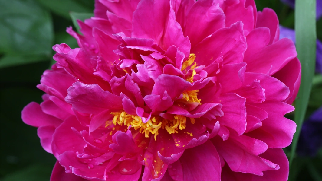 Peony secrets every gardener should know