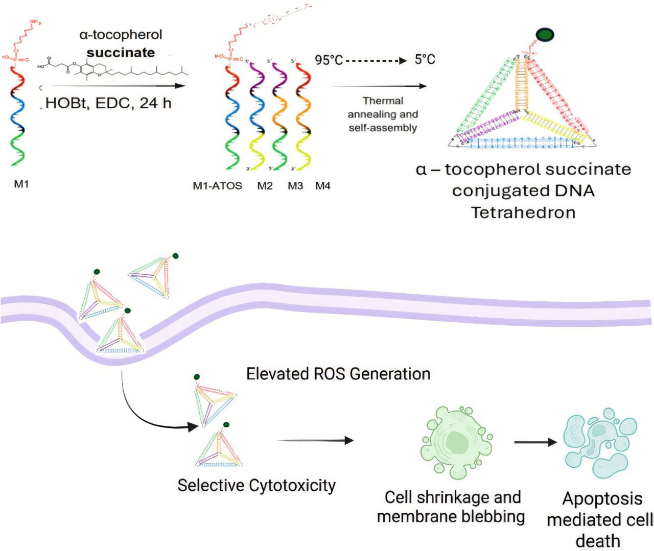 DNA tetrahedrons unlock sharper cancer targeting with vitamin E tweak