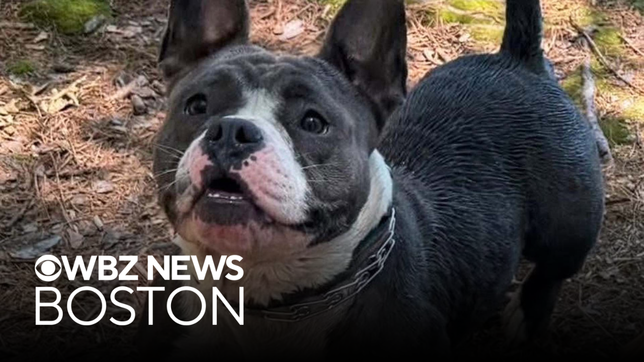 Foster dog stolen during walk in Saugus
