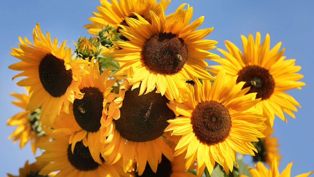 Common mistakes to avoid when growing sunflowers
