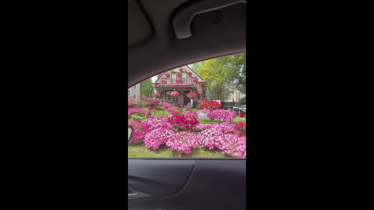 House blanketed in thousands of pink petunias stuns drivers in small ...