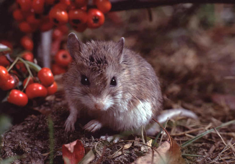 From toxic plants to feces: What drives mammals to eat the unthinkable?