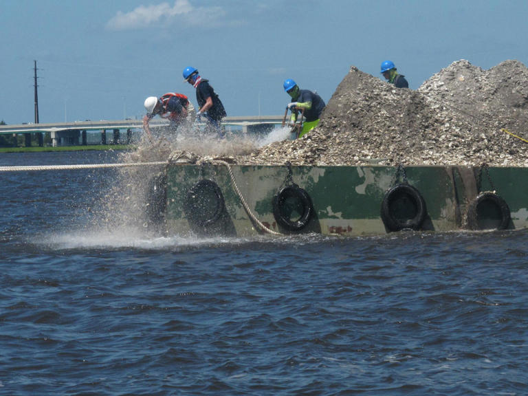 Life after death: From burned trees to bleached corals, how dead ...