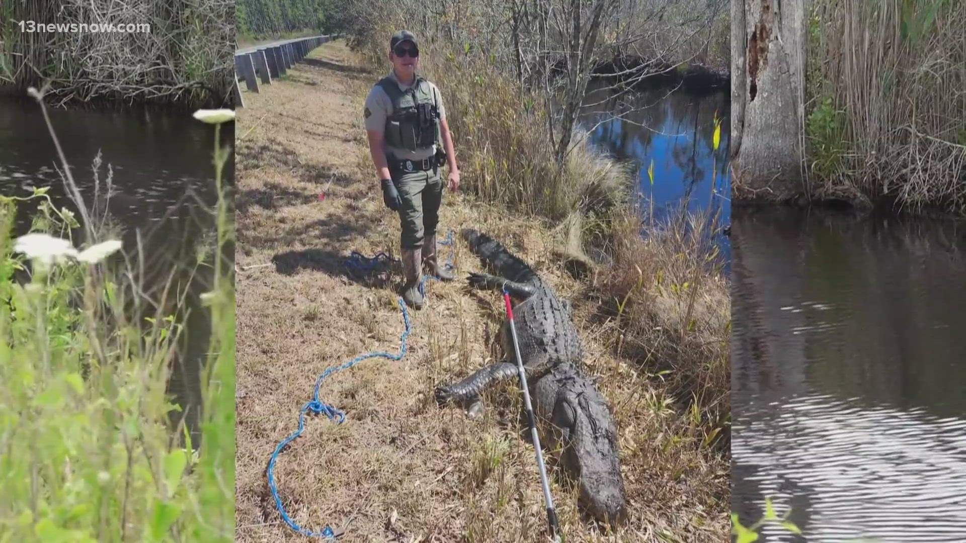 Chesapeake man convicted of killing alligator in Dare County