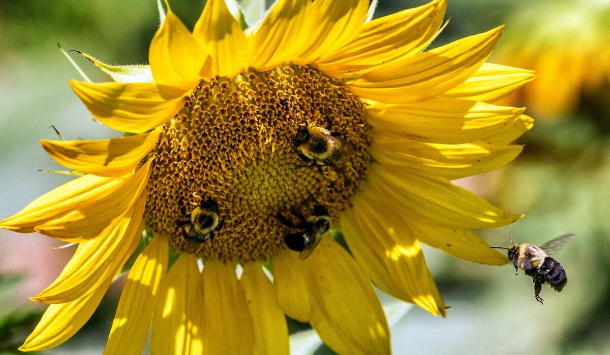 What's all the buzz about bees? Find out at Durham Bee Day
