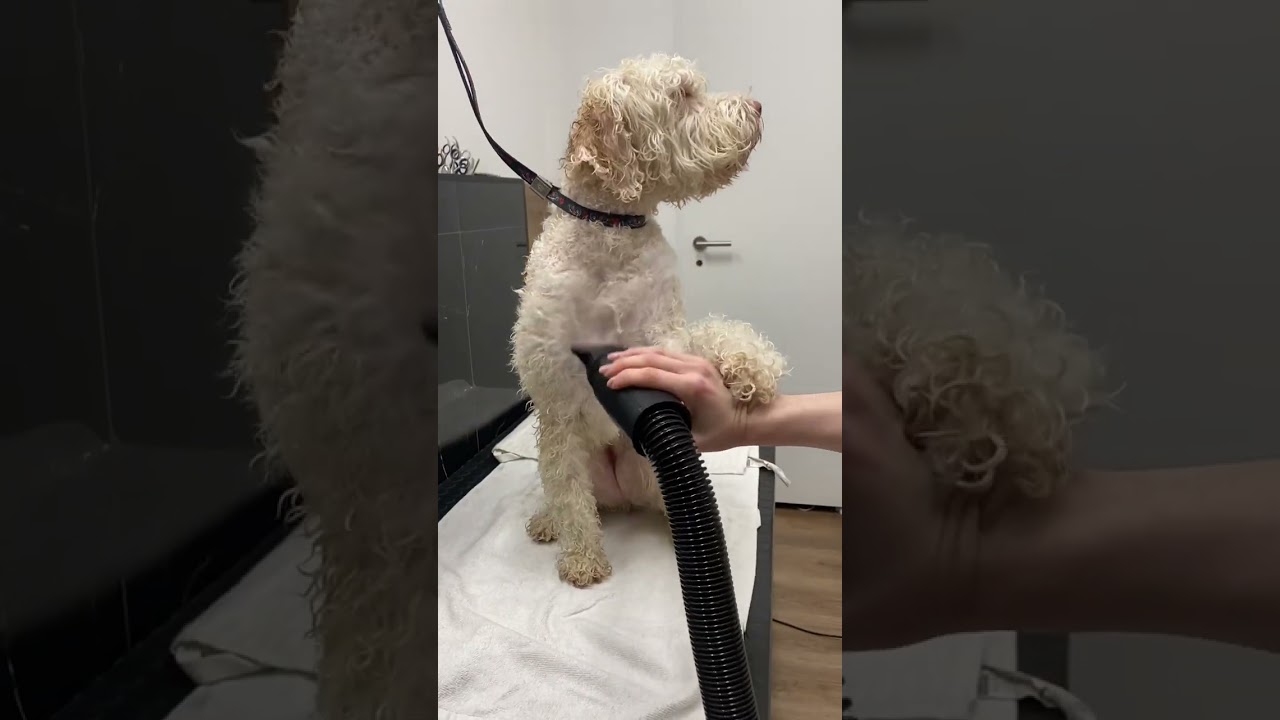 Fluffy white dog’s amazing grooming transformation | Full step-by-step ...