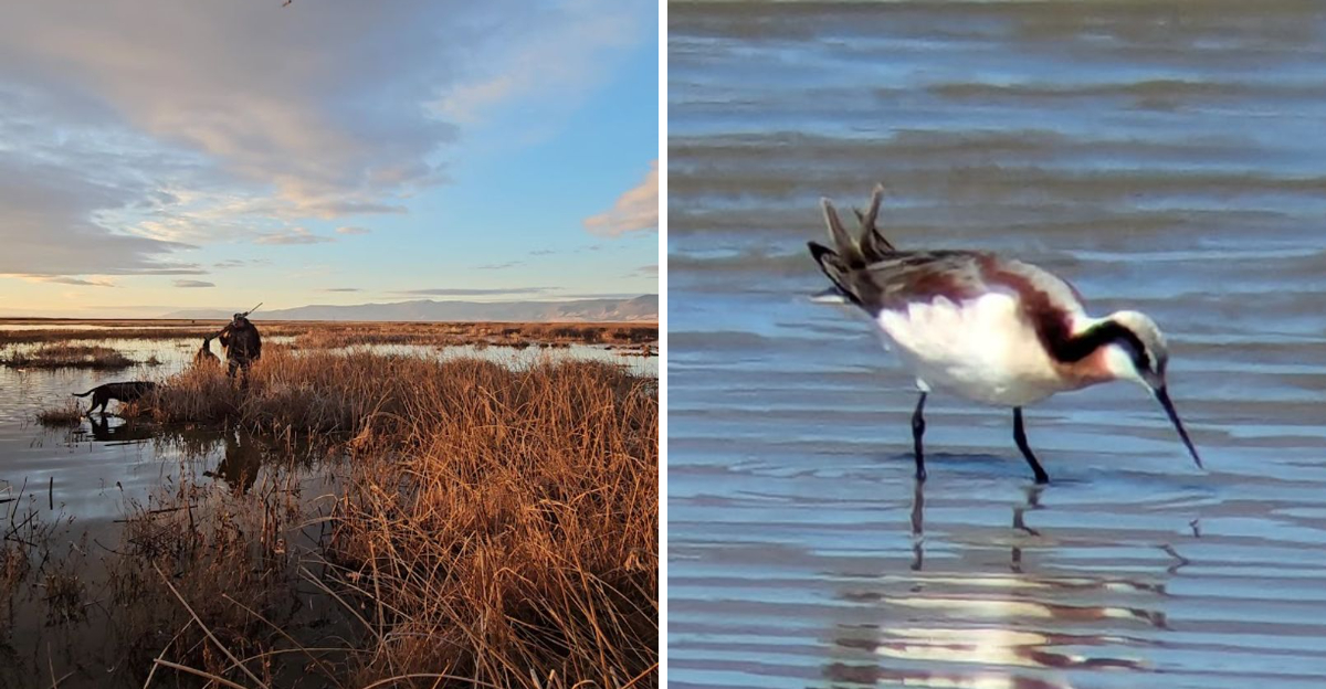 This 29.6-square-mile Oregon wetland is a critical wildlife rest stop ...