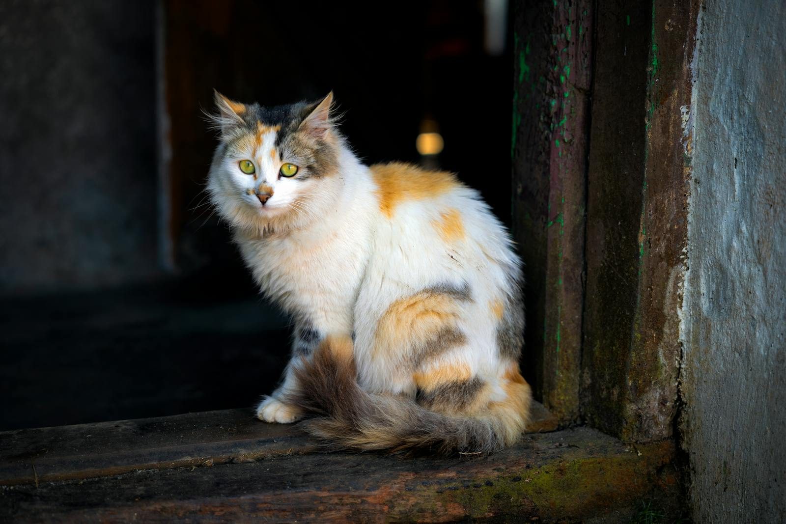 Why this neighborhood cat kept visiting our security camera