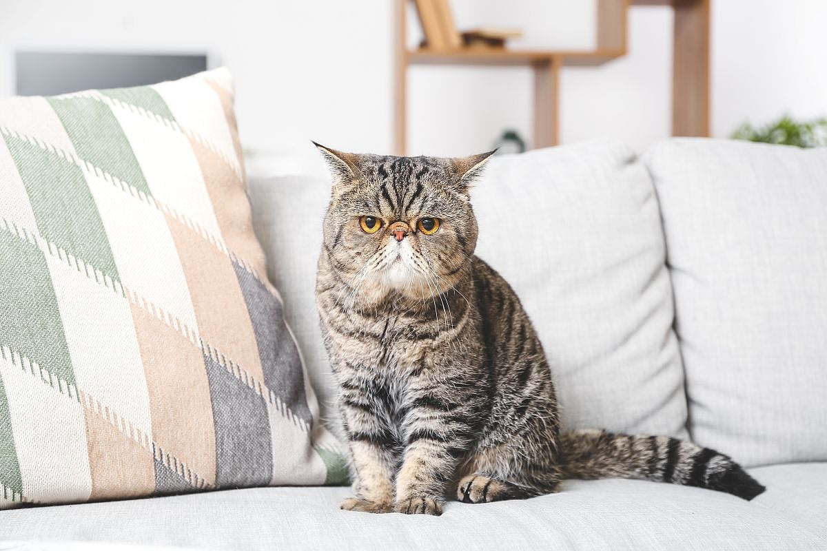 Cat exposure not linked to asthma severity, exacerbations in children
