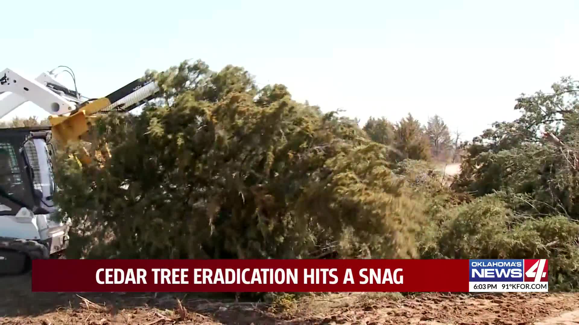 Cedar tree eradication hits a snag