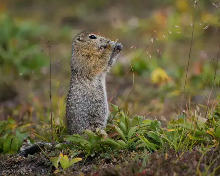 Ancient squirrels feasted on meat from carcasses of mammoths, bison ...