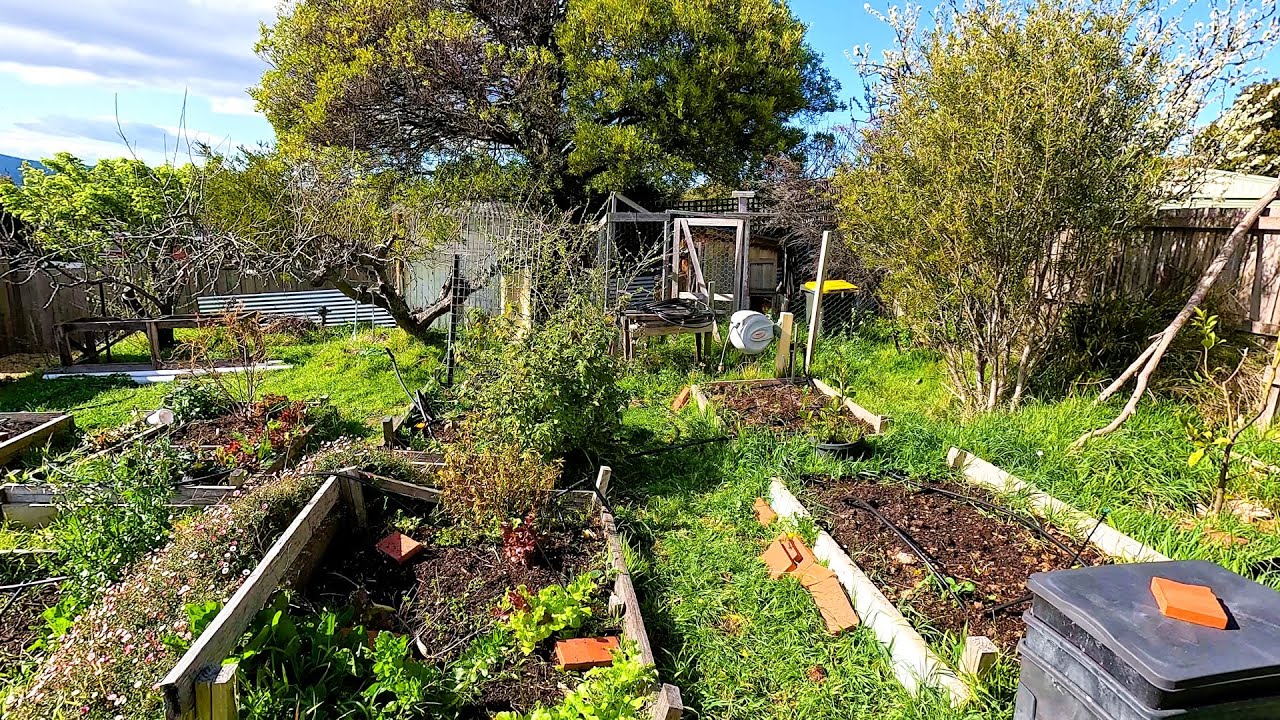 I turned a chaotic backyard into paradise! 🌿