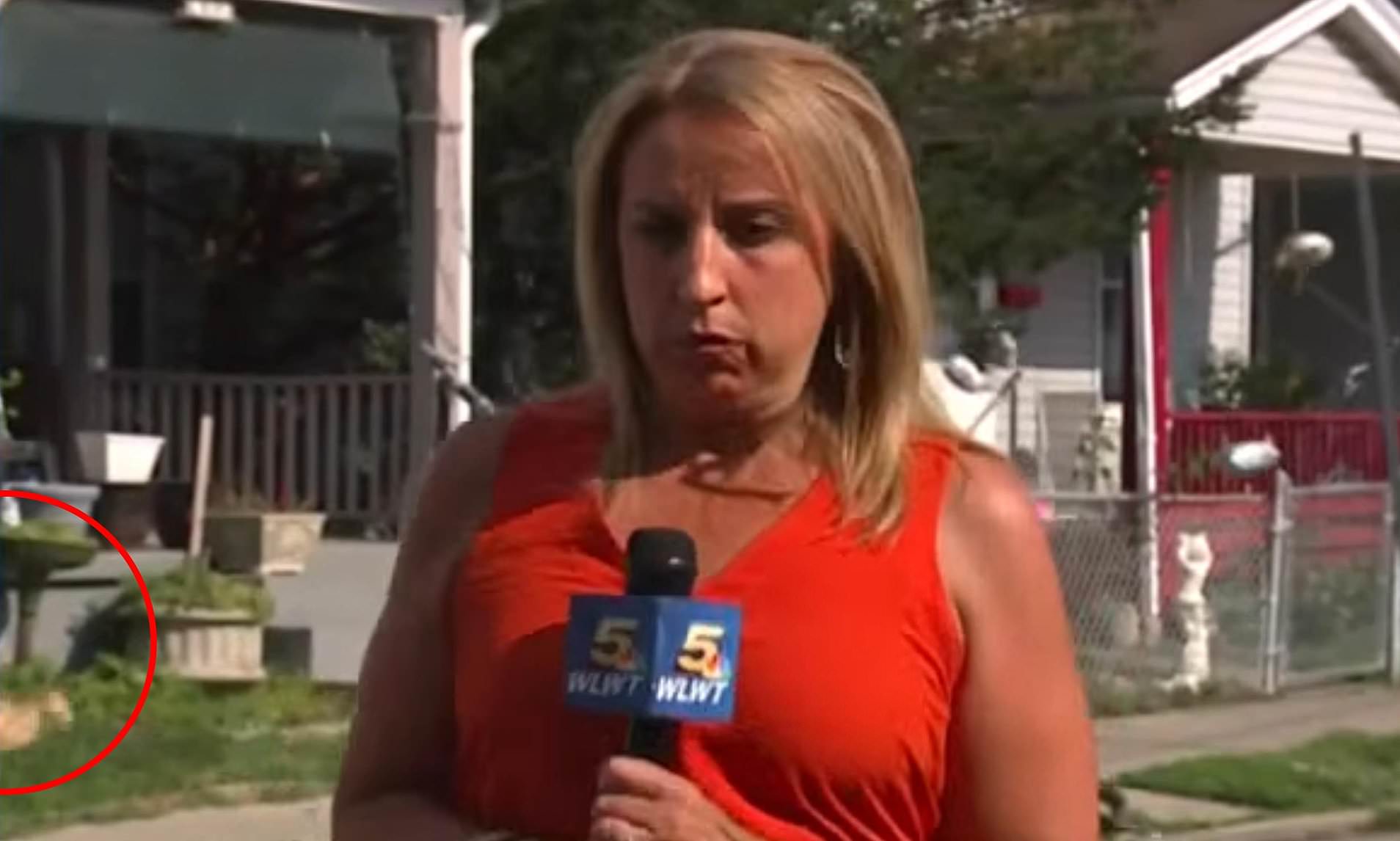 Hilarious reason TV reporter jumped with fright live on air while ...