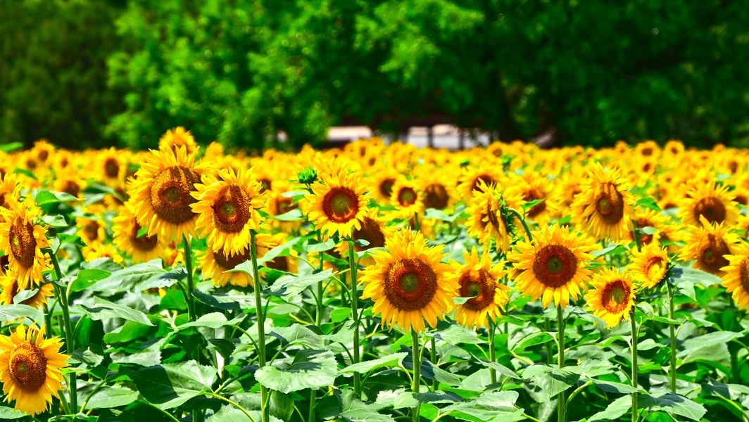 Common mistakes to avoid when growing sunflowers