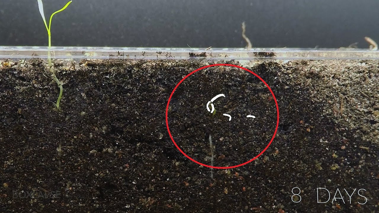 I watched fungus gnat larvae munch on my carrots 🥕