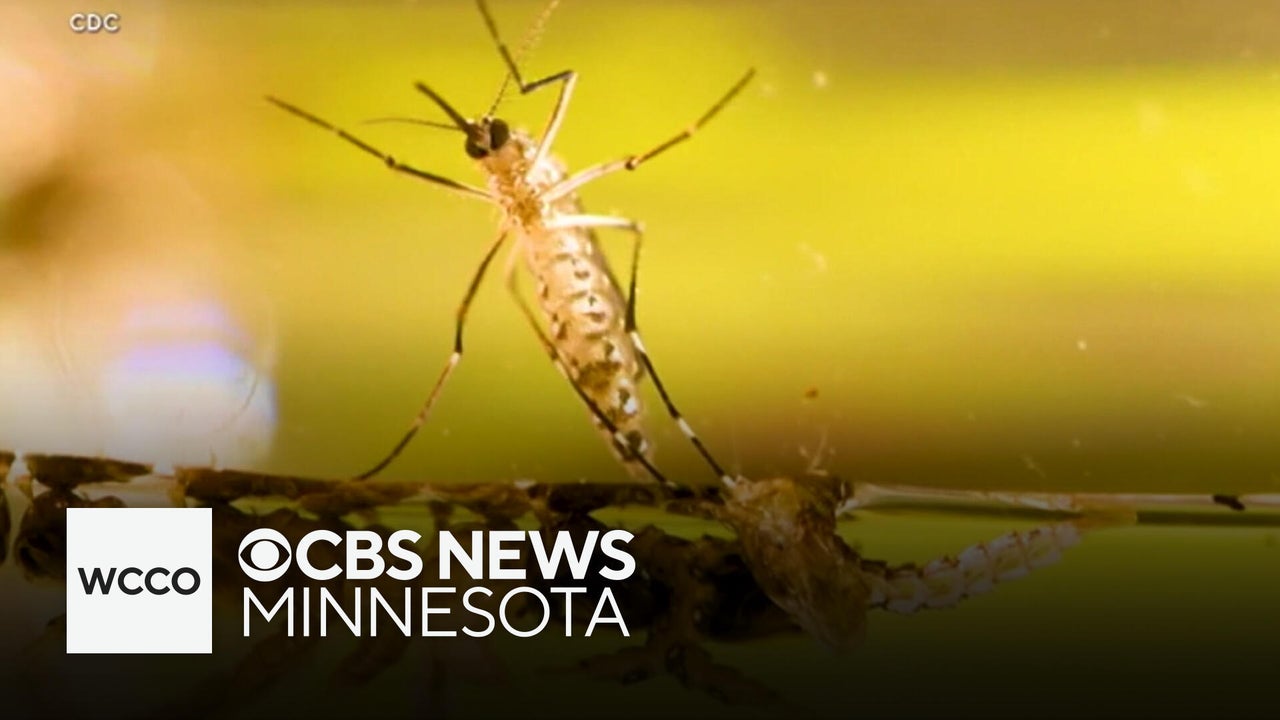 Minnesota sees quiet start to mosquito season