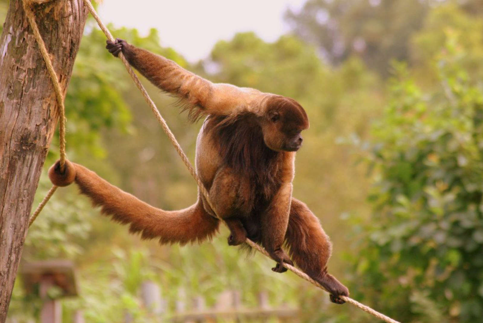 How to see wild animals responsibly without contributing to cruelty