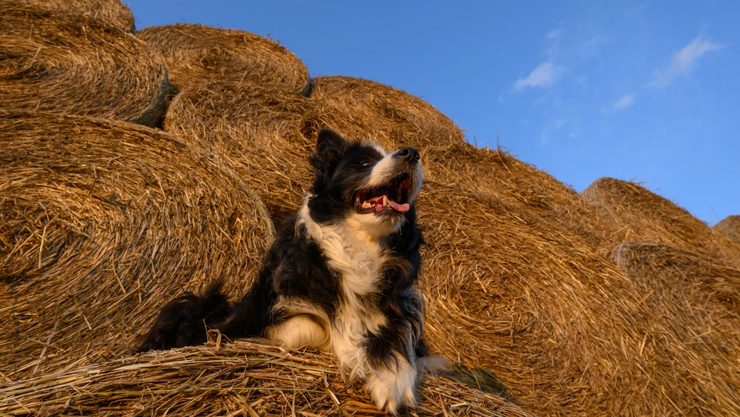 9 dog breeds prone to separation anxiety