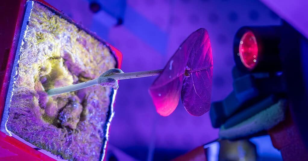 Astronauts could grow their own medicines in space using plants