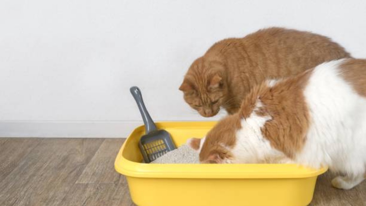If your cat keeps going to the litter box, experts say it could be a ...