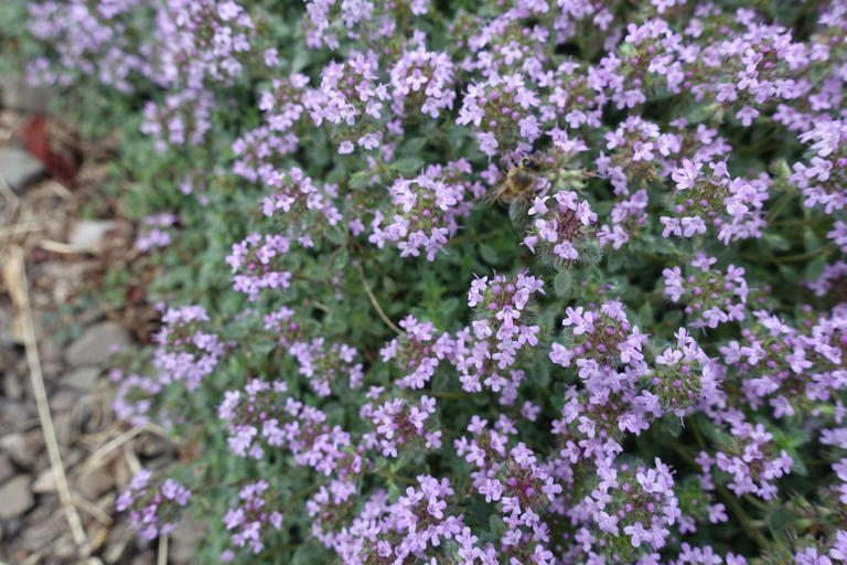 This flowering herb attracts bees, butterflies, and hummingbirds all summer