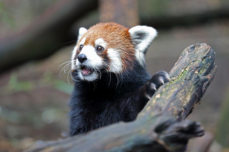 Nashville Zoo leads fight against mega AI data center — over 375,000 ...