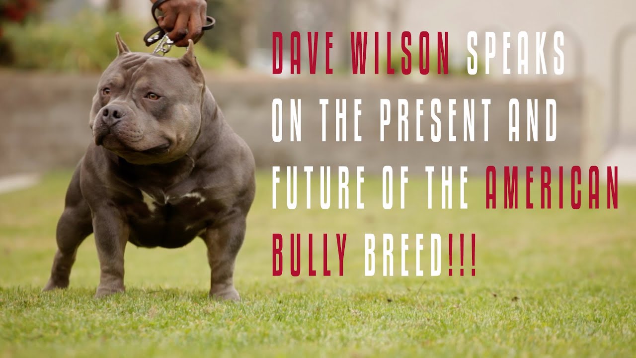 The American bully: All you need to know, Dave Wilson