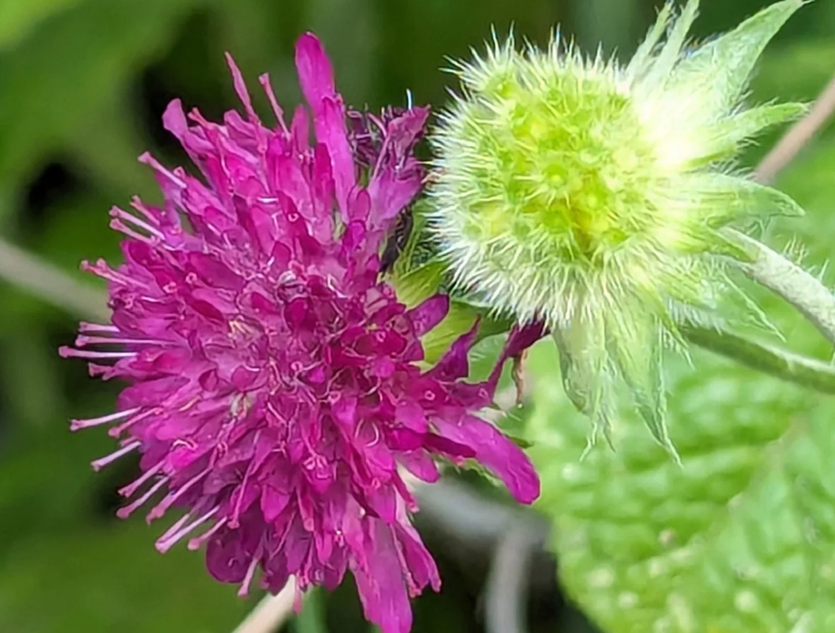 Scabiosa o flor de la viuda: la joya oculta para atraer mariposas al jardín