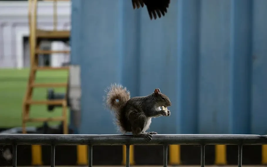 City squirrels are taking over our parks